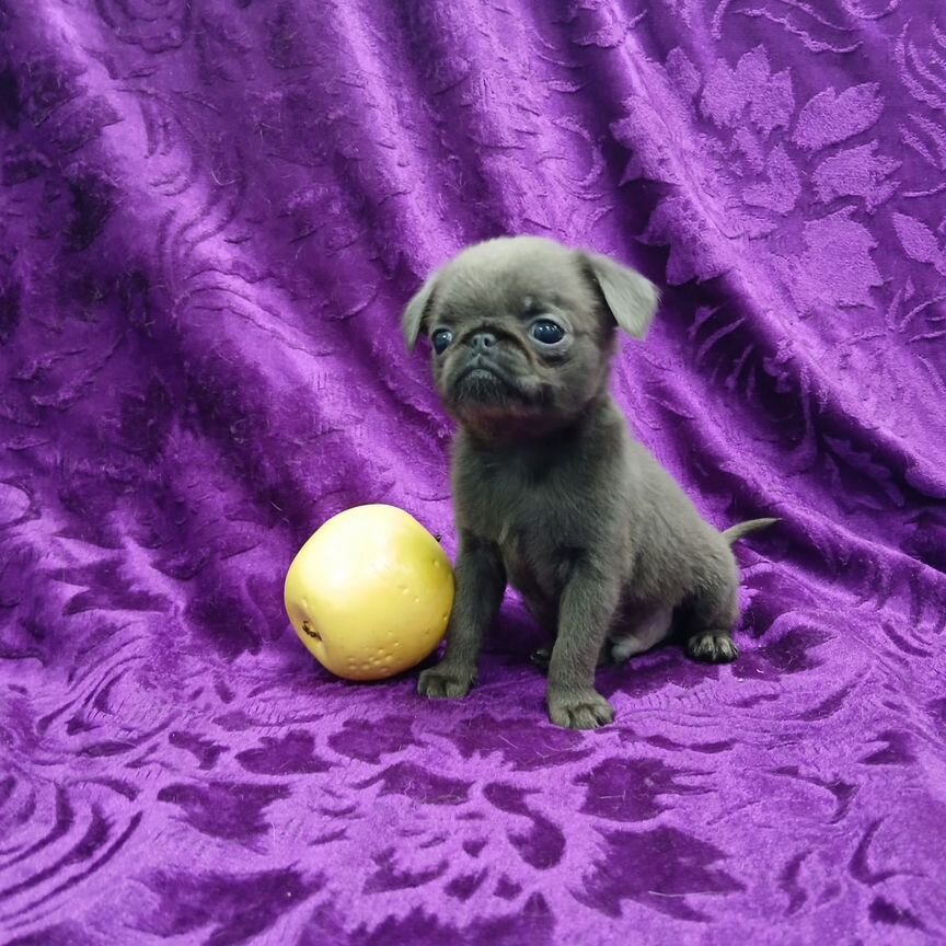 Пти брабансон