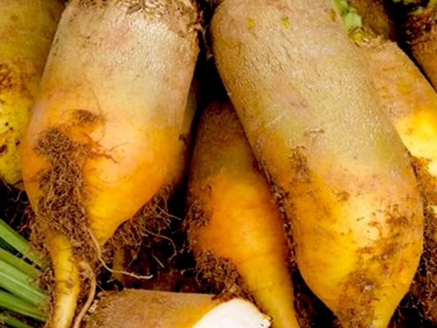 Свекла кормовая