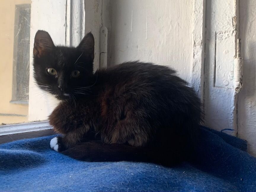 Котенок чёрно-белый гладкошерстный