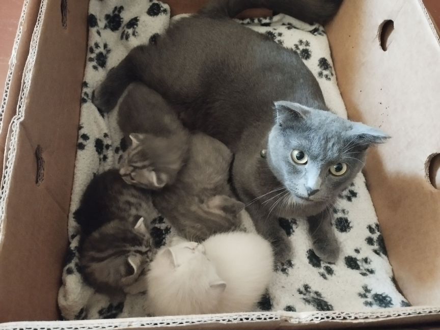 Котята