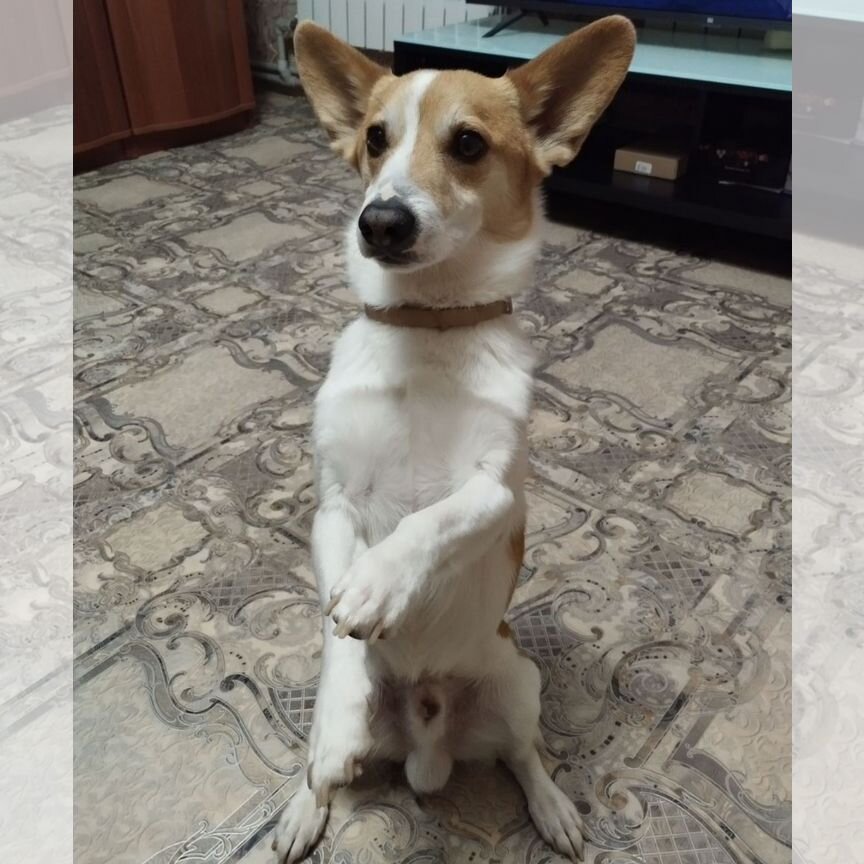 Кобель для вязки