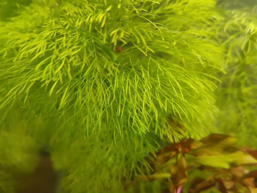 Отдам аквариумные растения ‘‘Амбулия"