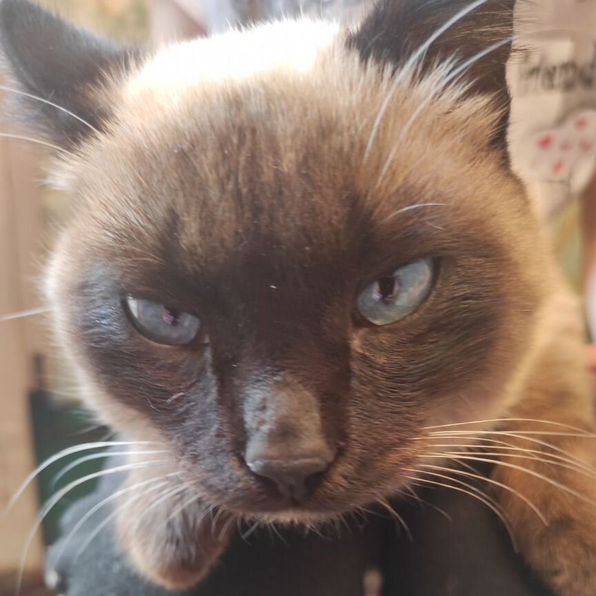 Сиамский кот