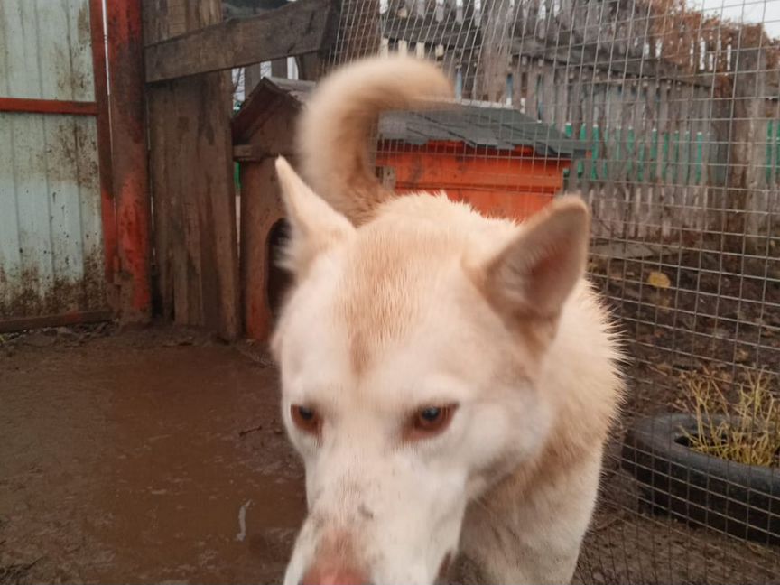 Сибирский хаски помес