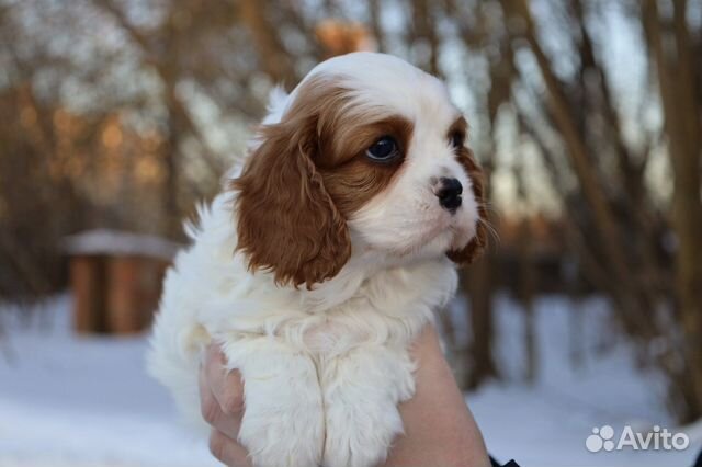 Кавалер Кинг Чарльз Спаниель мальчик