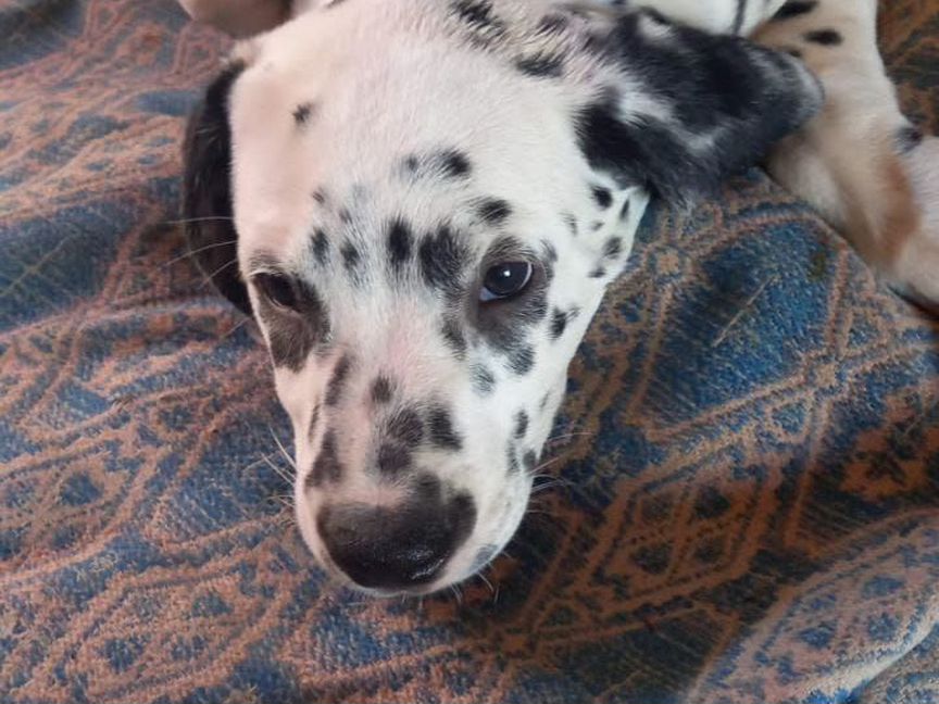 Продаю долматинца