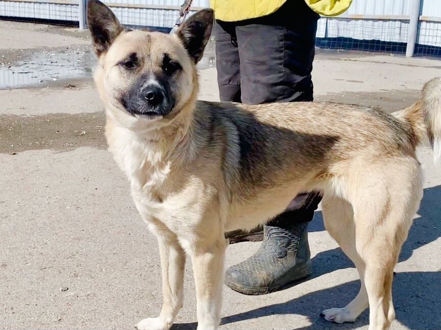 Айна