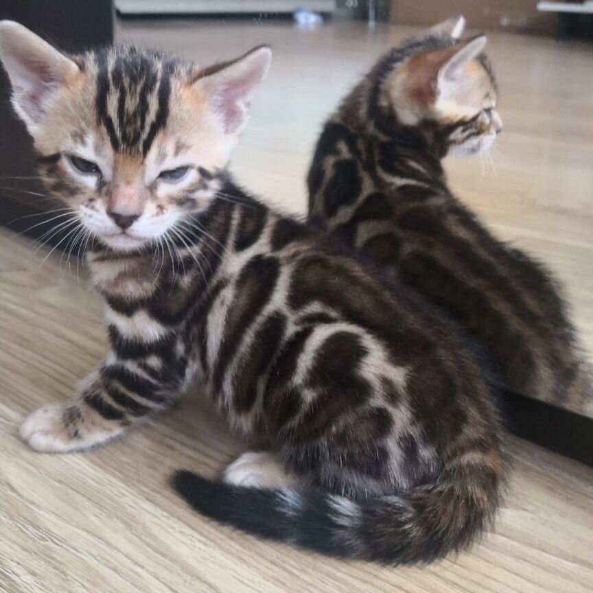 Бенгальская