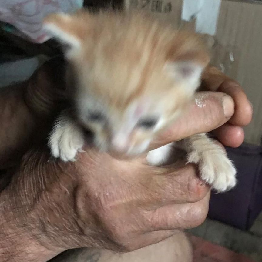 Отдам катят в добрые руки