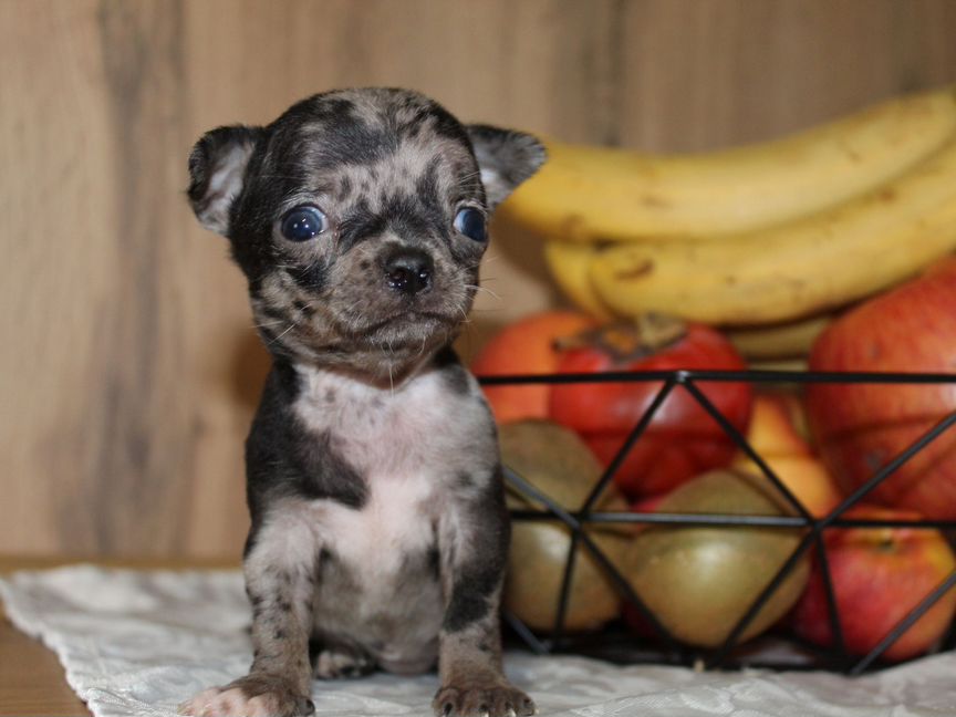 Маленькая собака чихуахуа мини