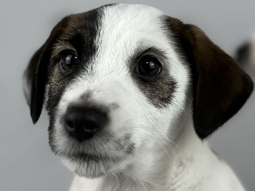 Джек Рассел терьер