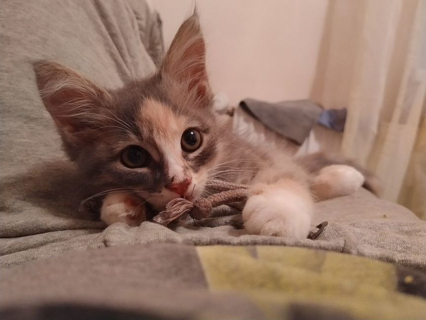 Маленький котёночек ищет добрые руки