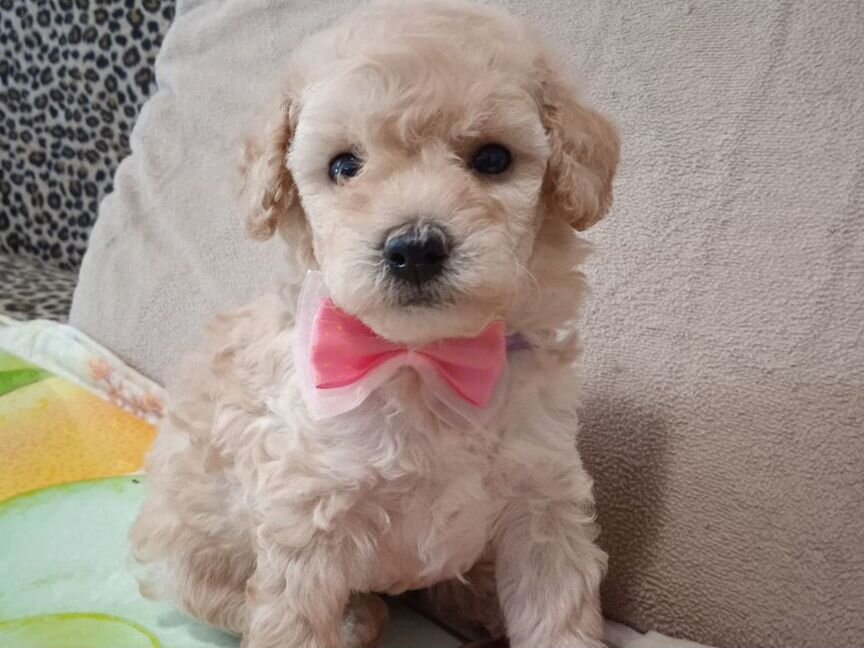 Симпатяшка-кукляшка