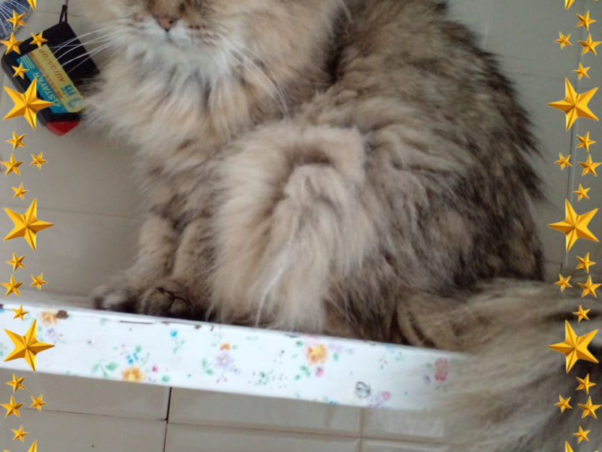 Кошка в добрые руки