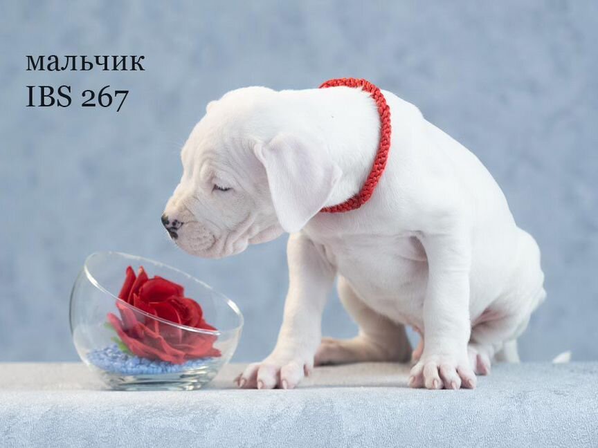 Щенки аргентинского дога