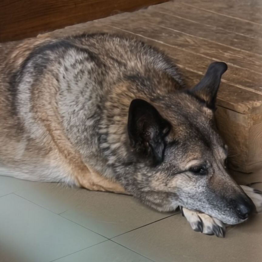 Взрослая собака в добрые руки