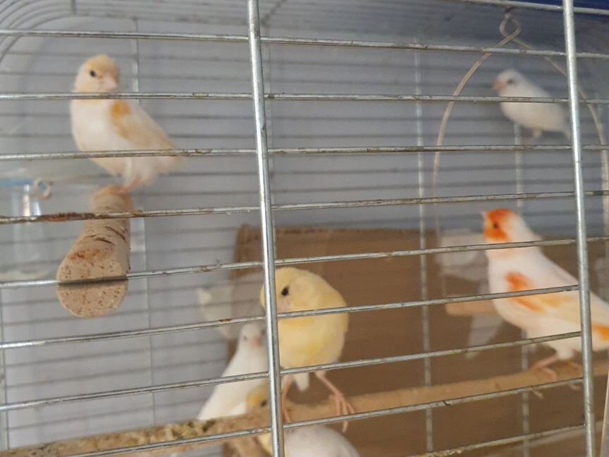 Кенара и канарейки