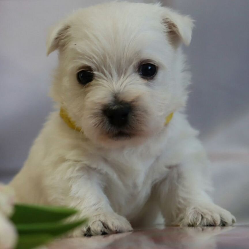 Вест-хайленд-уайт-терьер, щенок