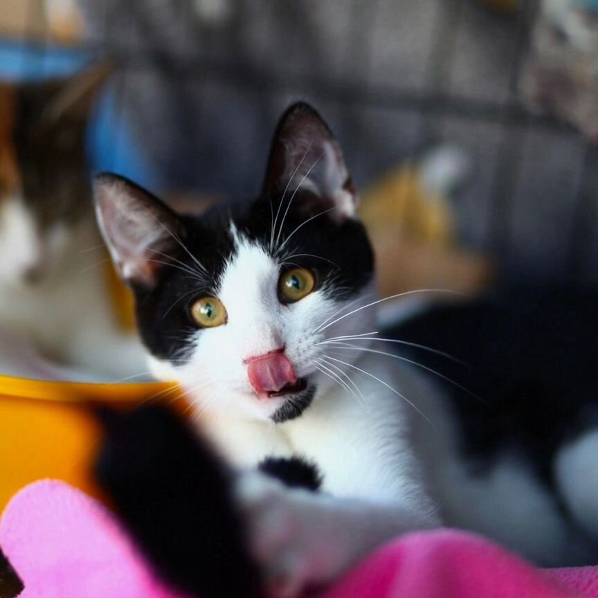 Котик в добрые руки 4 месяца