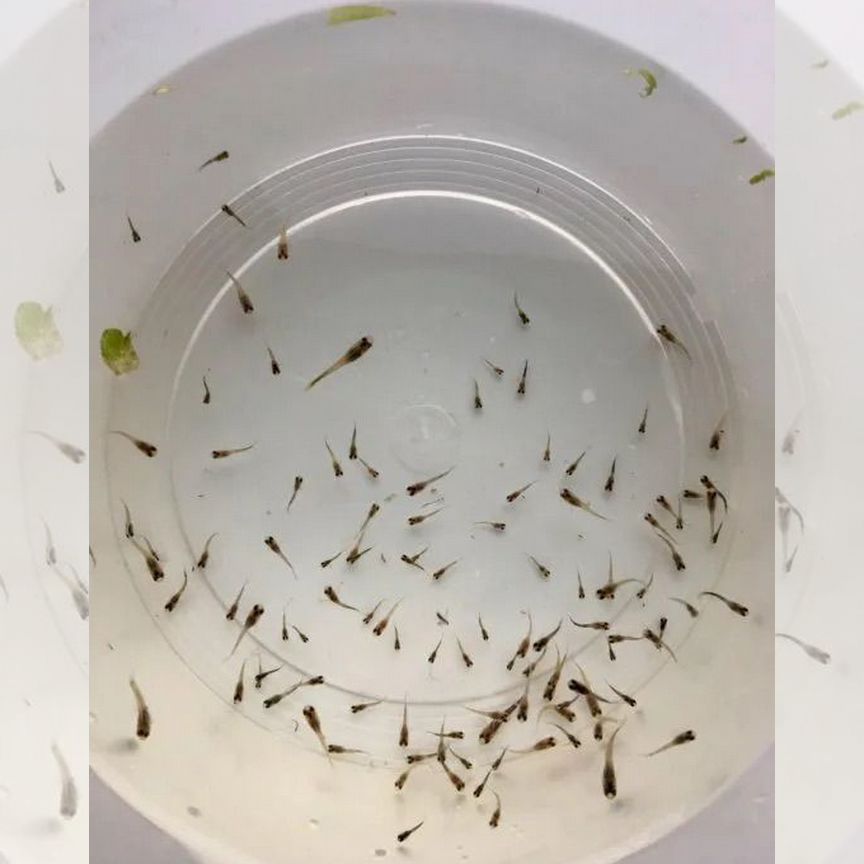 Мальки гуппи