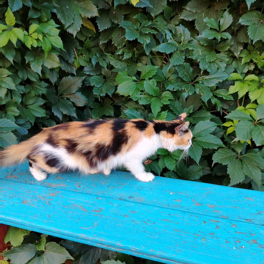 Кошка Есения 1 год стерилизована с доставкой