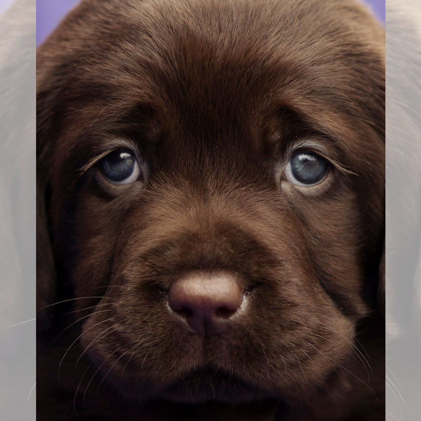 Лабрадор-ретривер, щенок