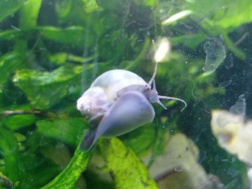 Улитки ампулярии жемчужные