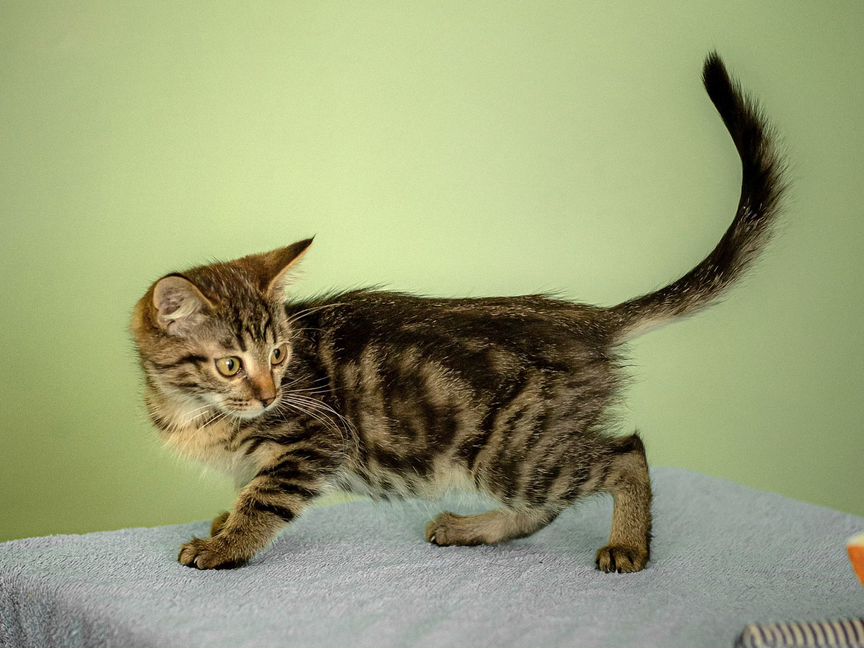 Котенок девочка