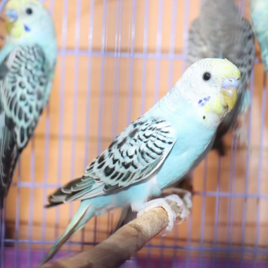 Волнистые попугаи