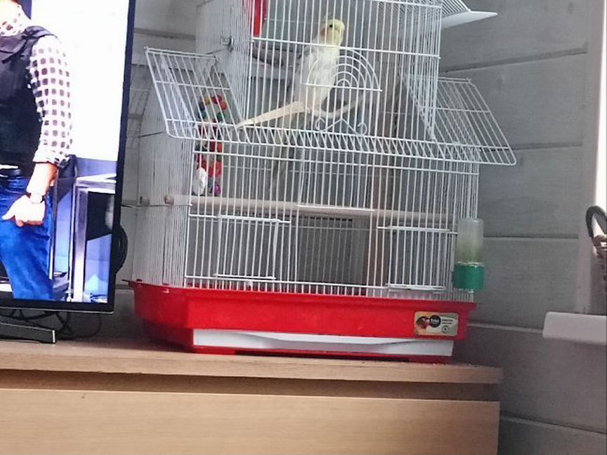 Попугай корелла мальчик с клеткой