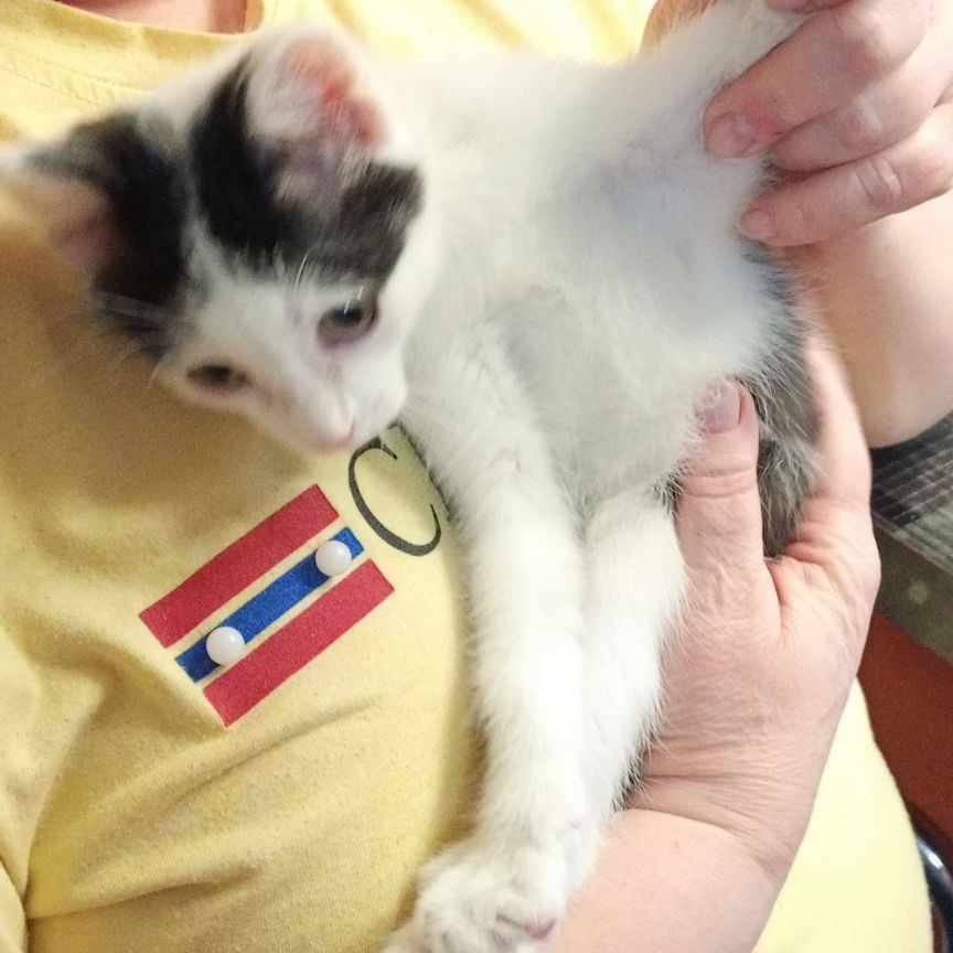 Котёнок в добрые руки