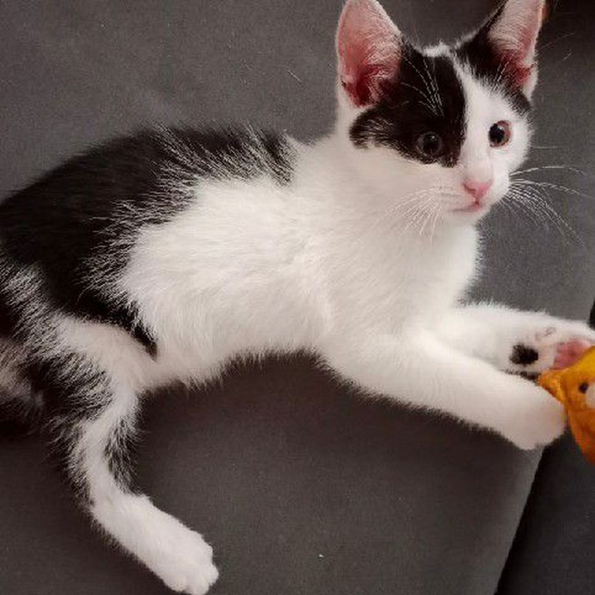 Котенок мальчик в добрые руки