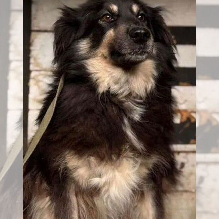 Взрослая собака в добрые руки