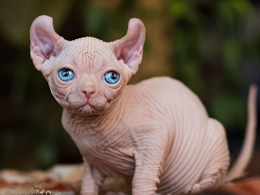 Космическая Эльфа в Экстрим типе