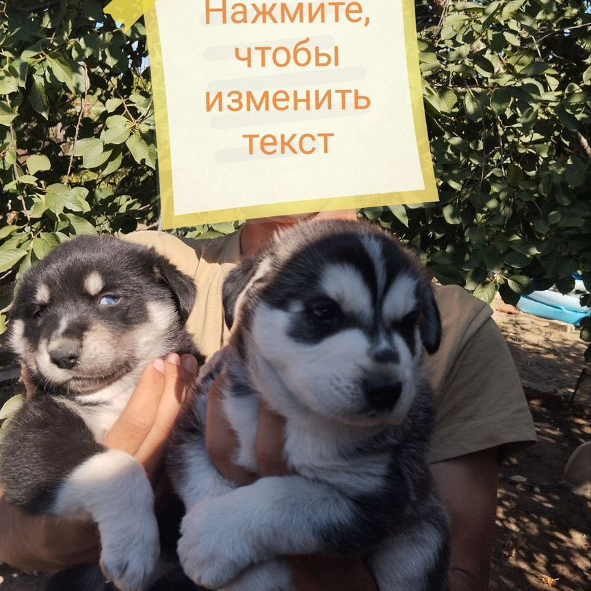 Щенки хаски
