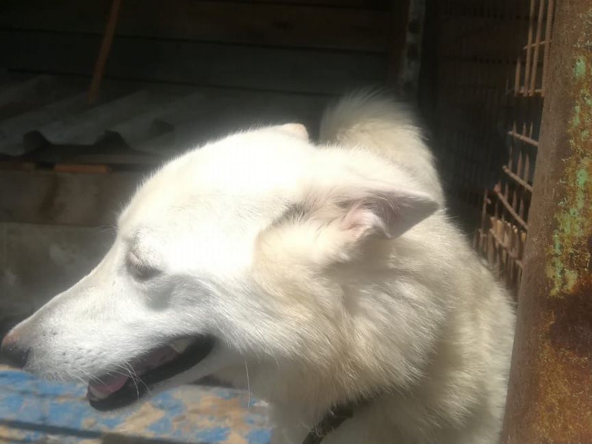 Щенки западно сибирской лайки