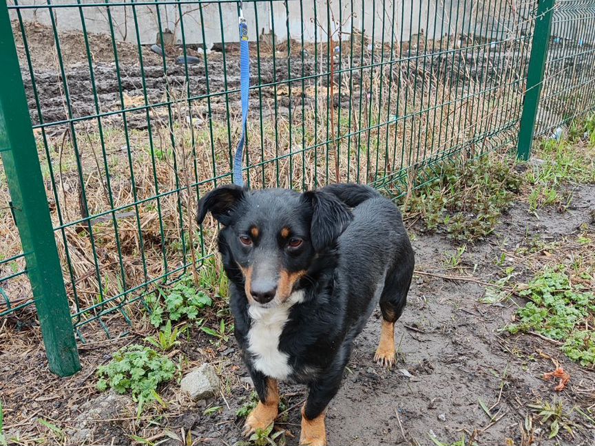 Маленькая собака в добрые руки