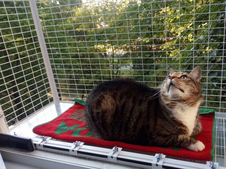 Вольер для кошек на окна