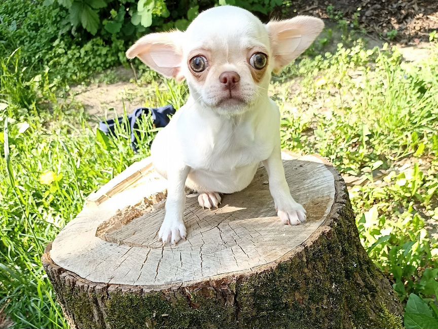 Чихо-блондины