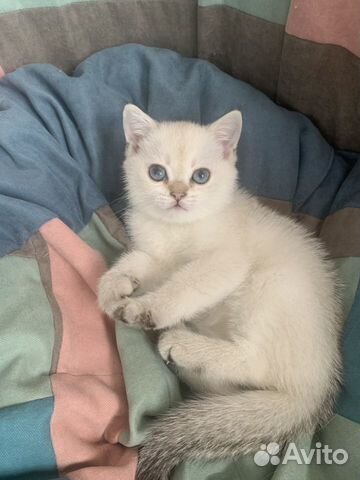 Кошечка британская серебристая шиншилла