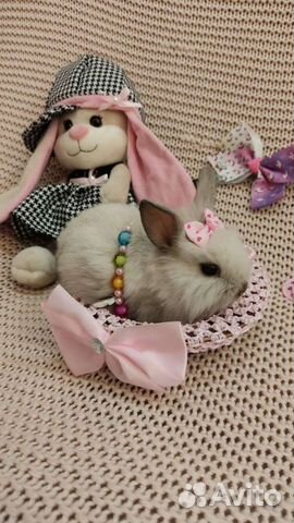 Кролик декоративный мини-мини