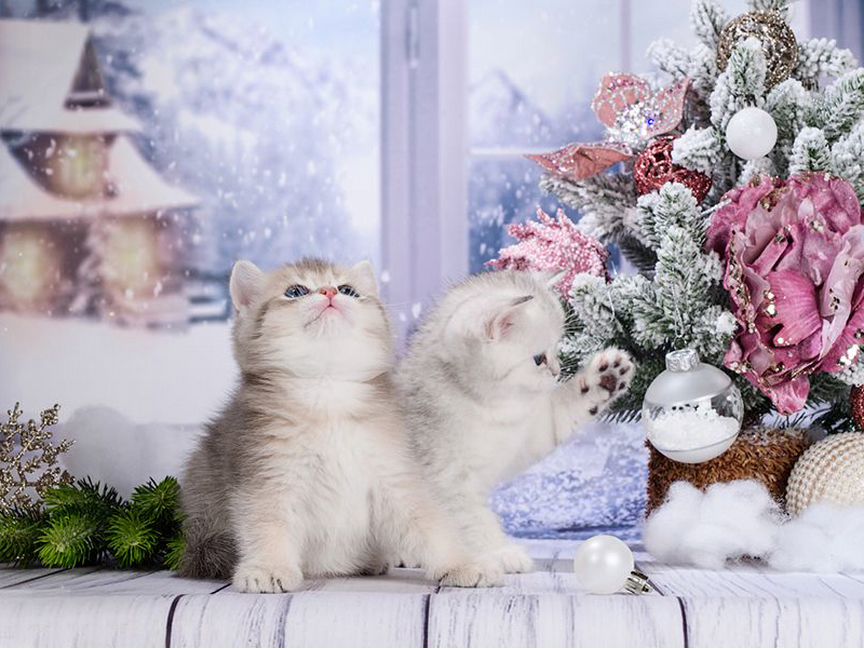 Новогодние британские котята. Золотые шиншиллы AY