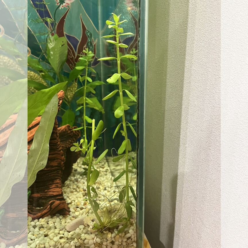 Аквариумные растения