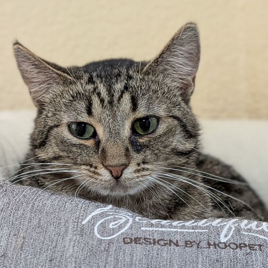 Взрослый кот в добрые руки