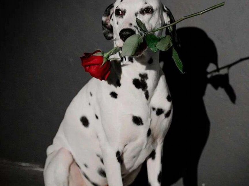 Далматинец вязка