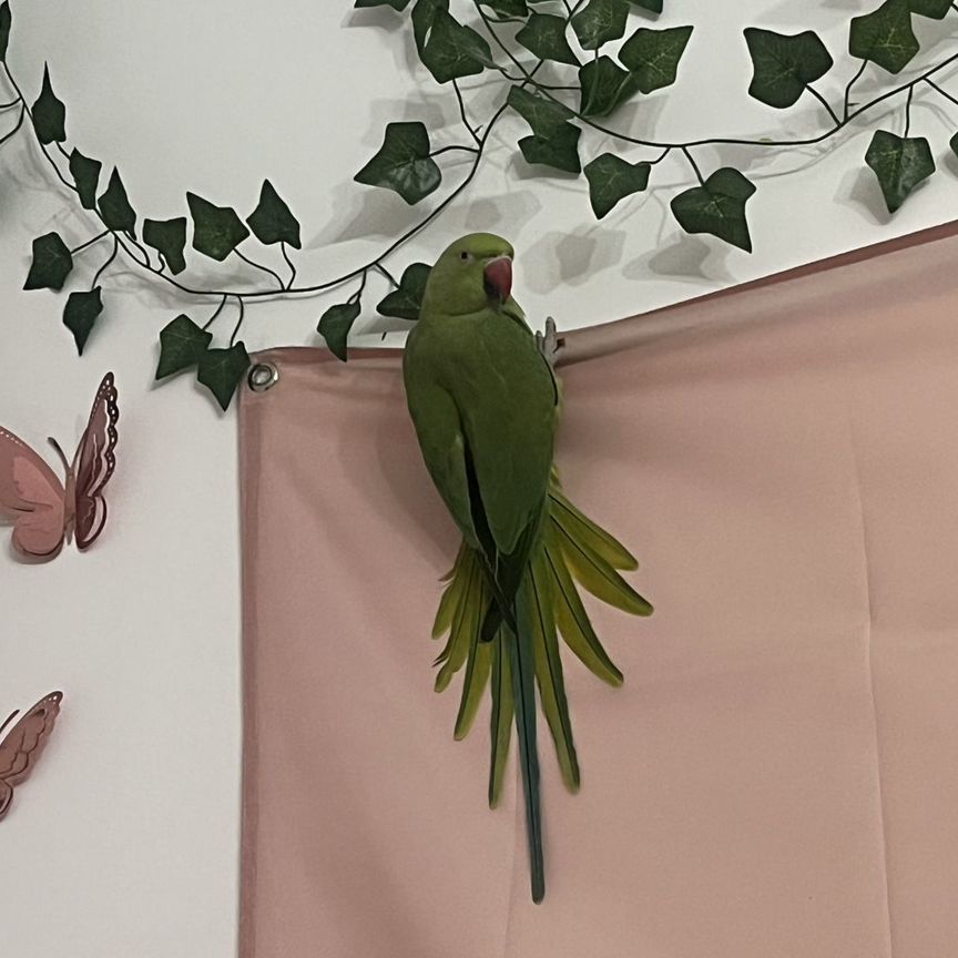 Ожереловый попугай самец