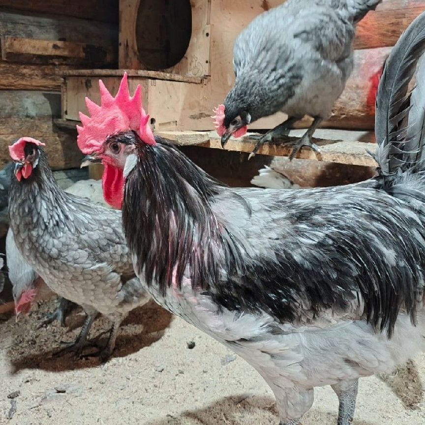 Инкубационное яйцо