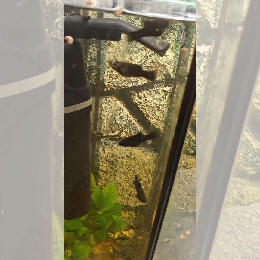 Моллинезия черная