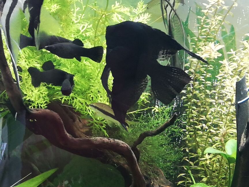 Скалярия черный бархат