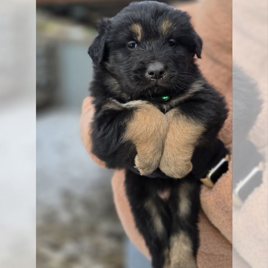 Щенок в добрые руки